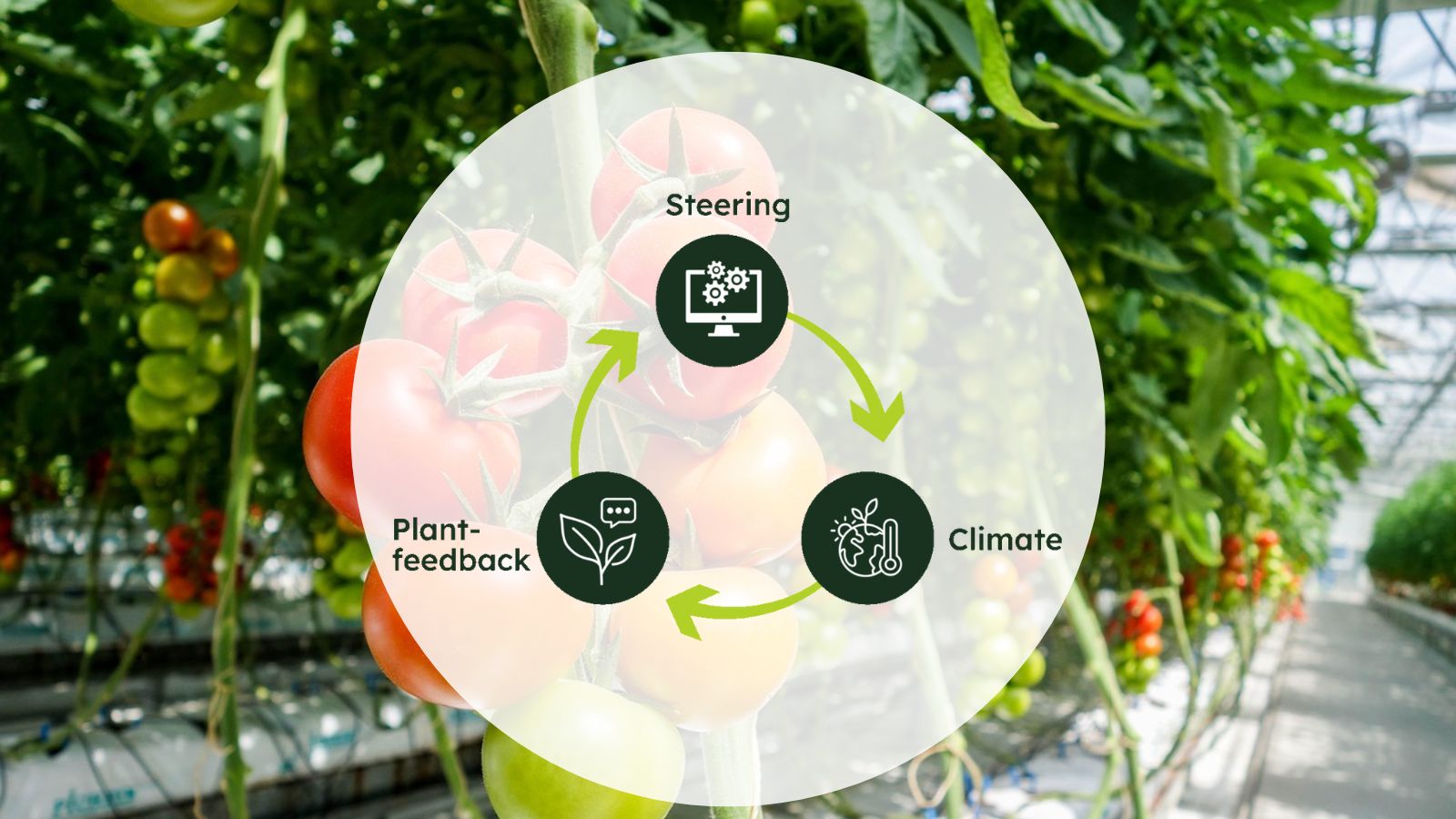 The closed feedback loop in the greenhouse: what is it and what are its ...